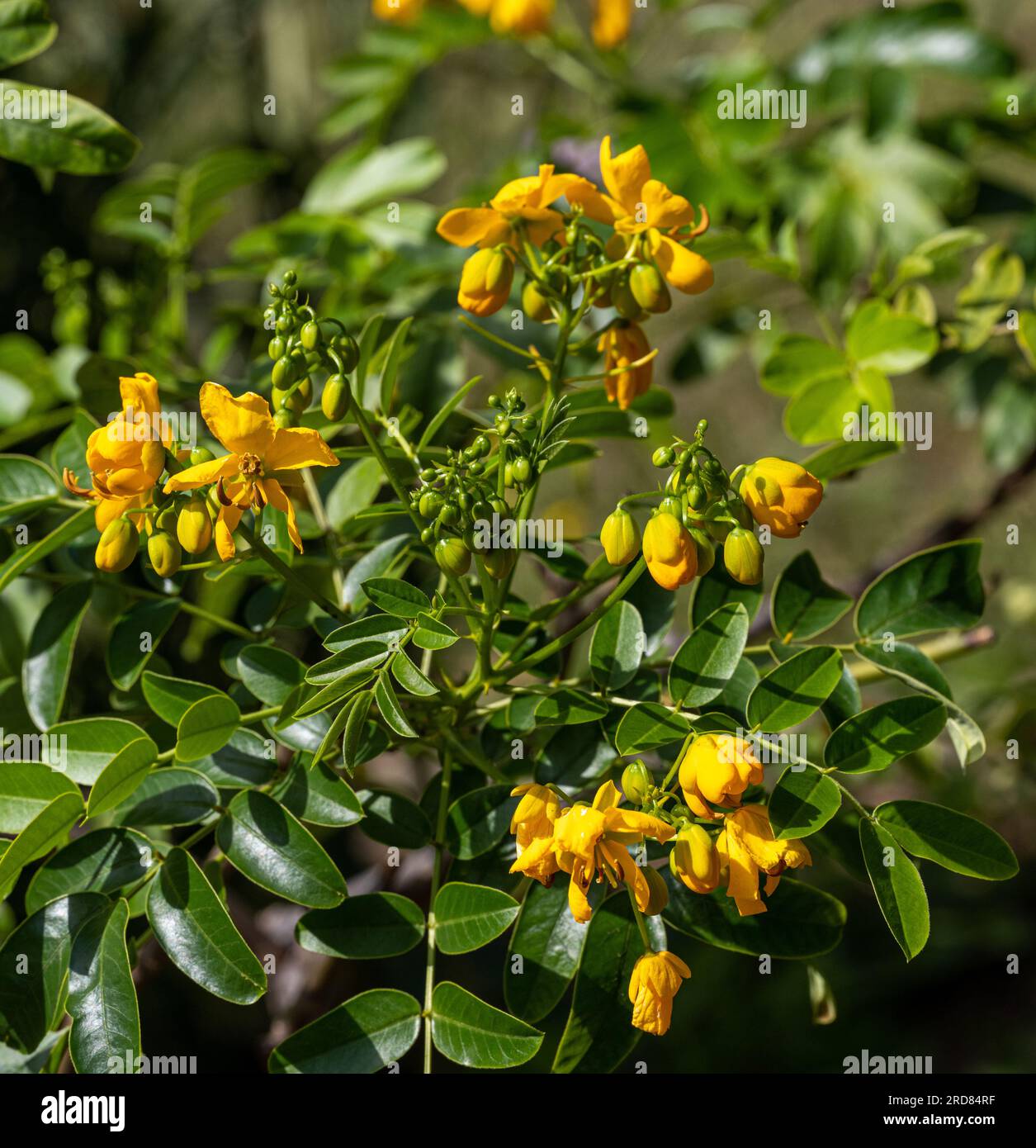 Senna occidentalis [Indian vernacular name Usaya ki Fali] is a pantropical plant species Stock ...