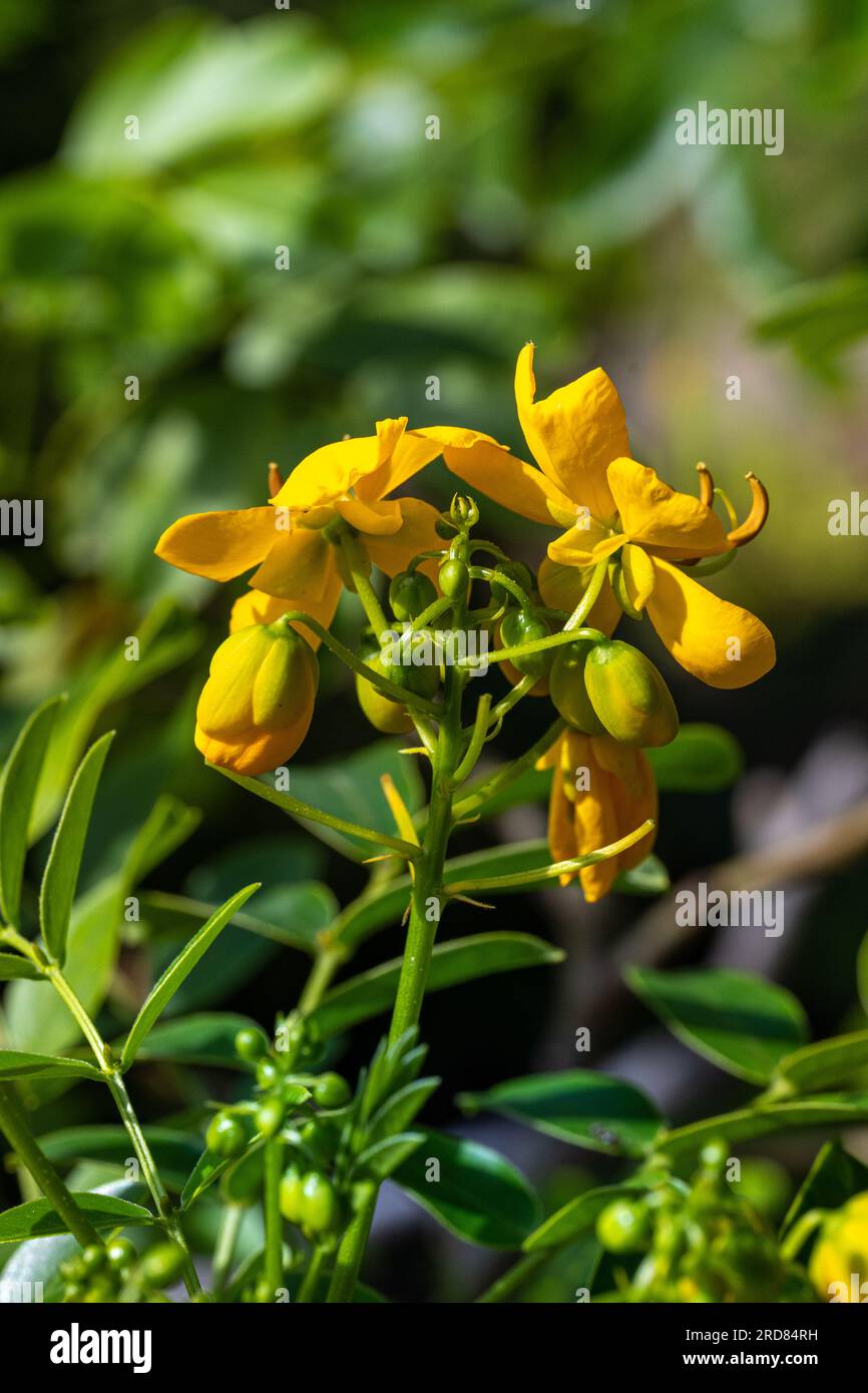 Senna occidentalis [Indian vernacular name Usaya ki Fali] is a pantropical plant species Stock ...