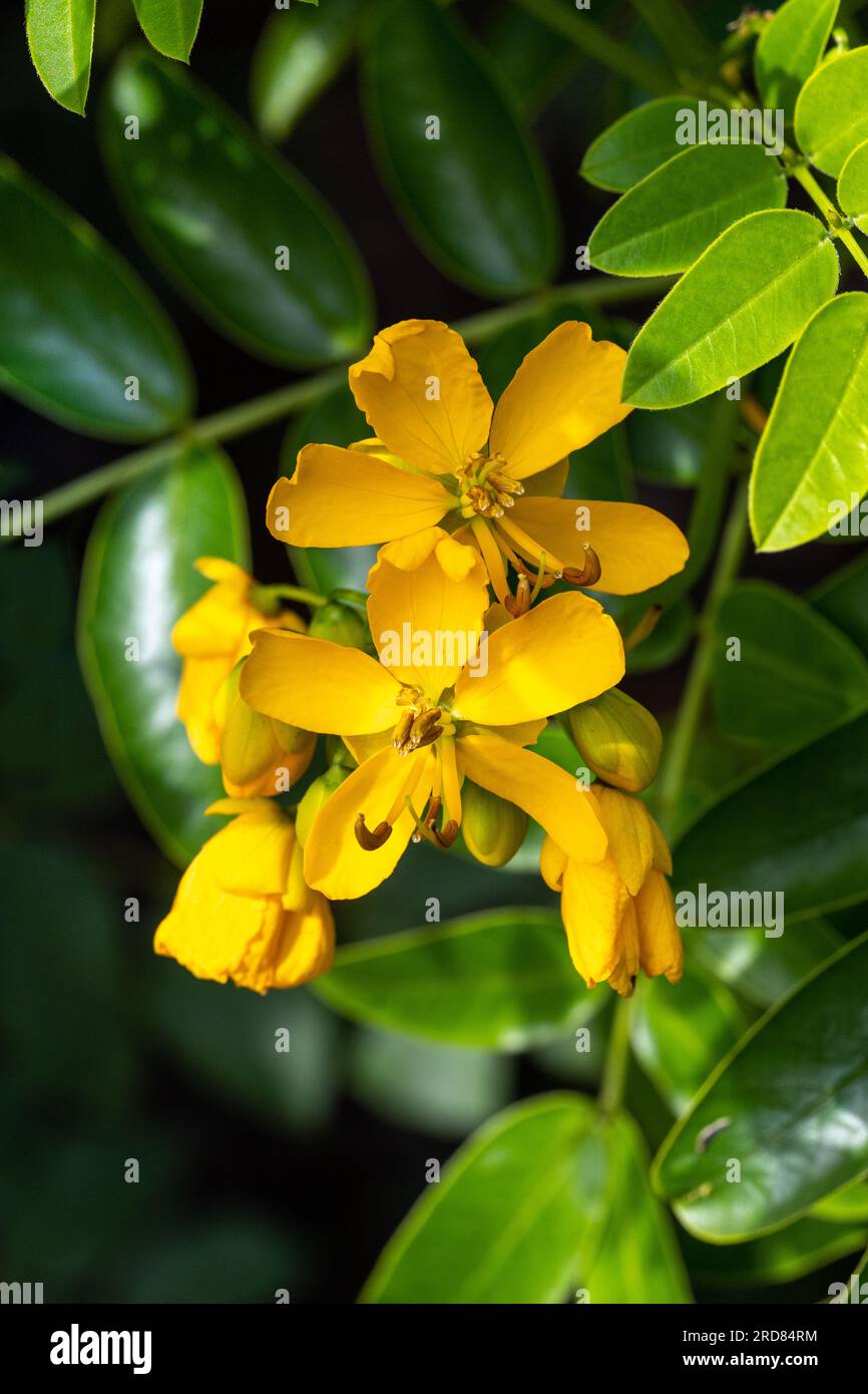 Senna occidentalis [Indian vernacular name Usaya ki Fali] is a pantropical plant species Stock ...