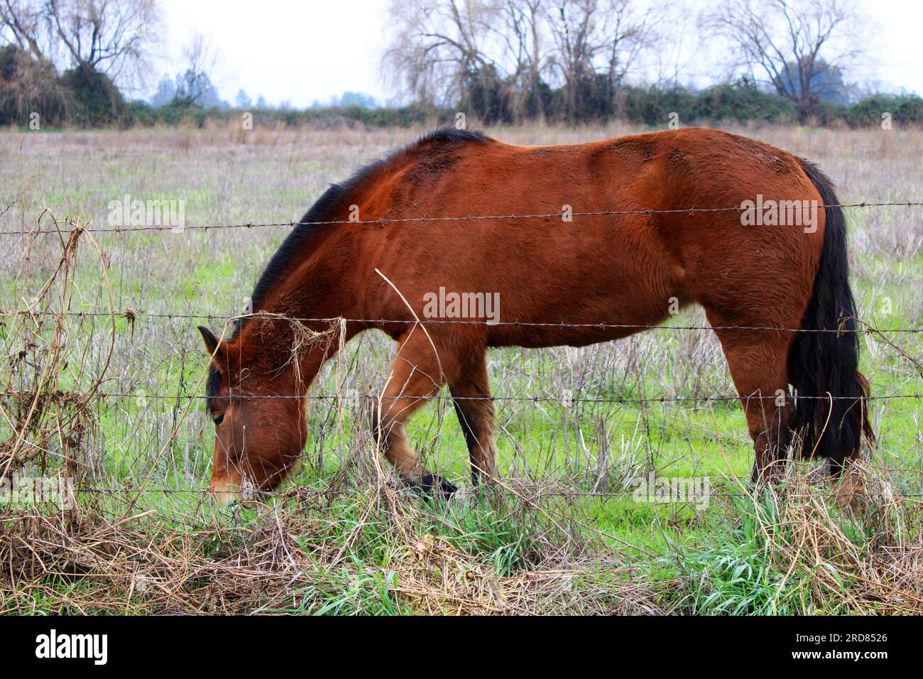 Horse grazing in winter in a fenced field, dry grass, Maule Region ...