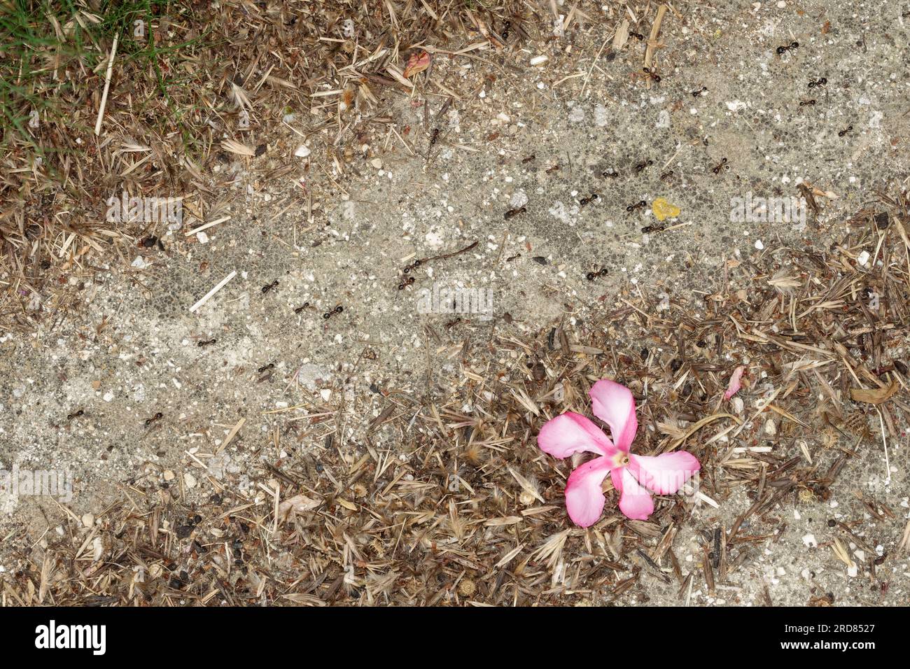 A trail of ants clearing a corridor though fallen plant debris on a ...
