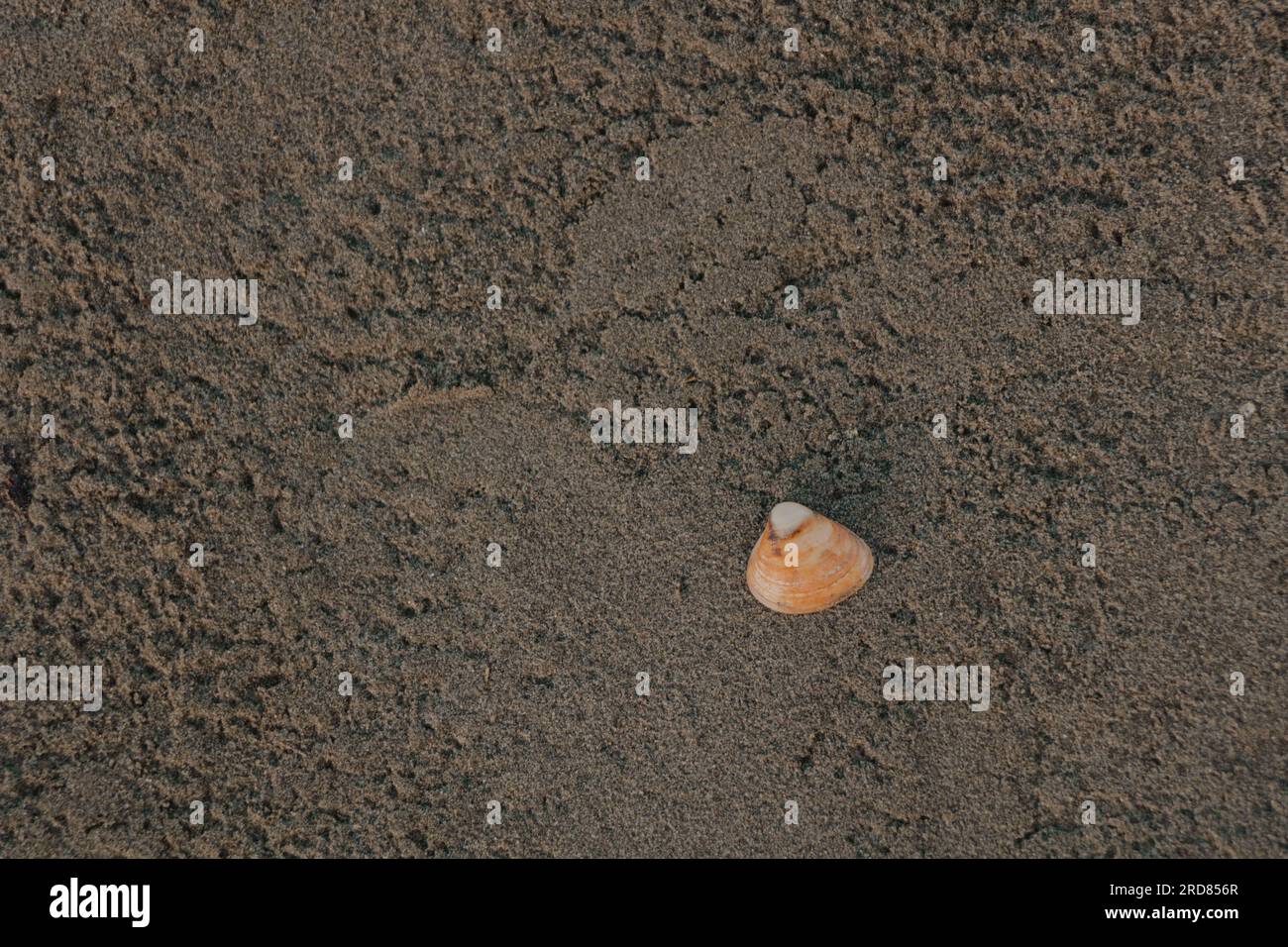 beach shell background Stock Photo - Alamy