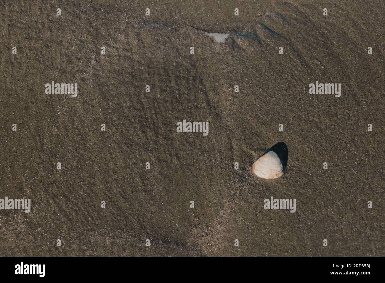 seashell at the wet sand Stock Photo - Alamy