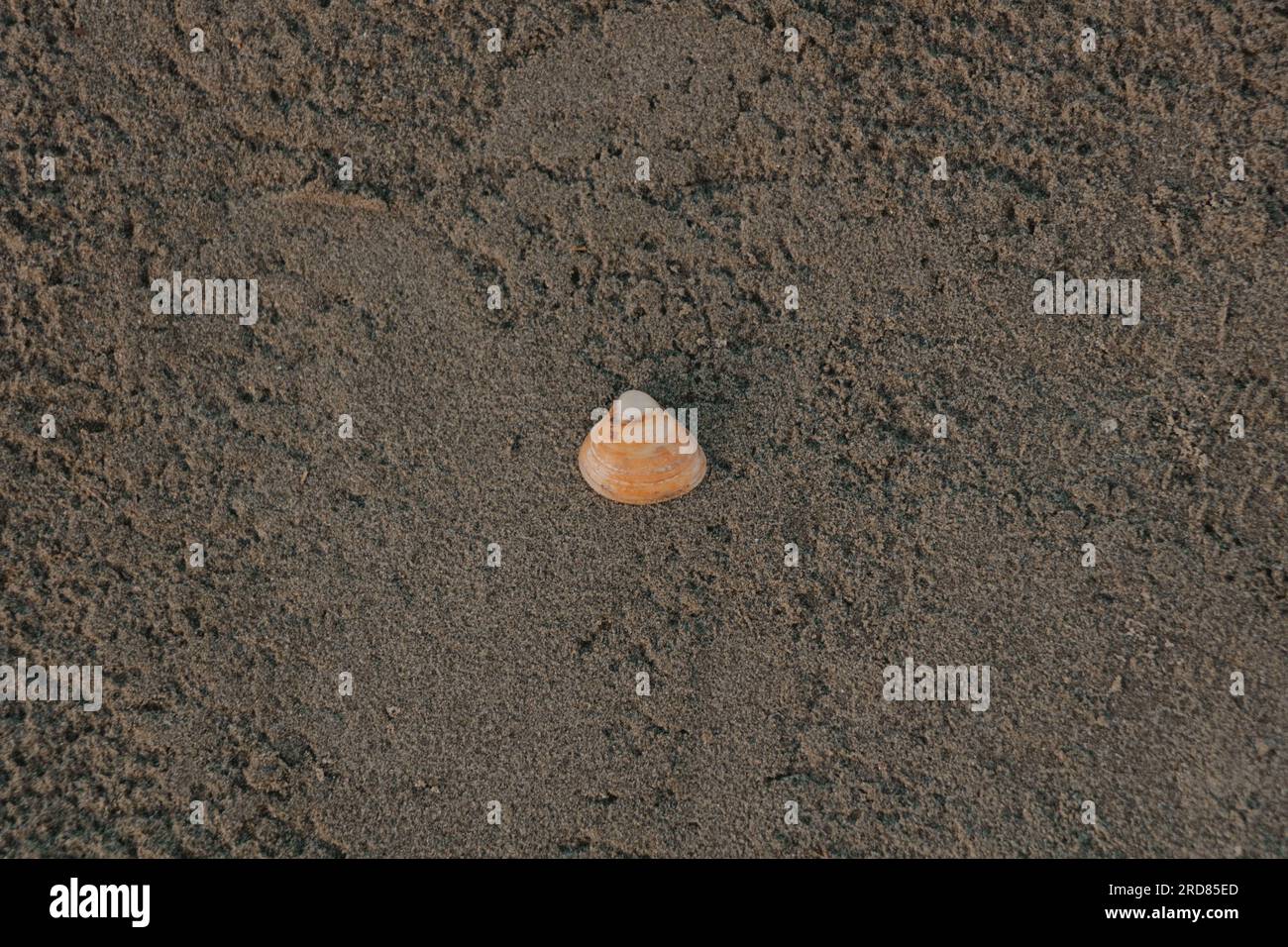 shell at the beach Stock Photo - Alamy
