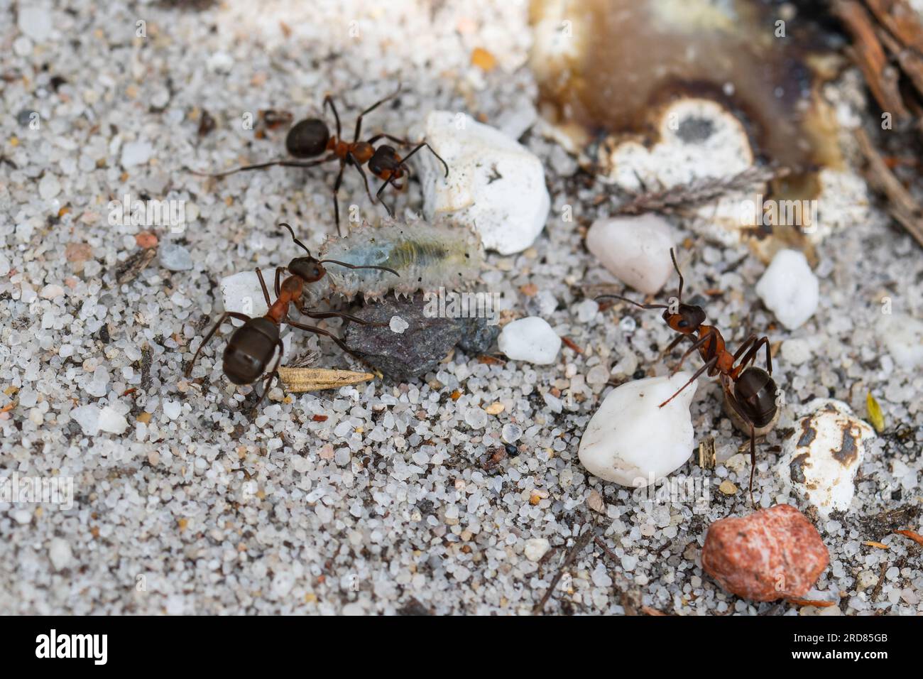 Top view ants working hi-res stock photography and images - Alamy