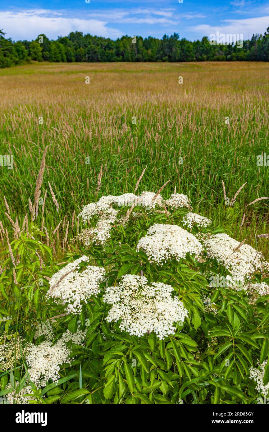 Roadside weeds hi-res stock photography and images - Alamy