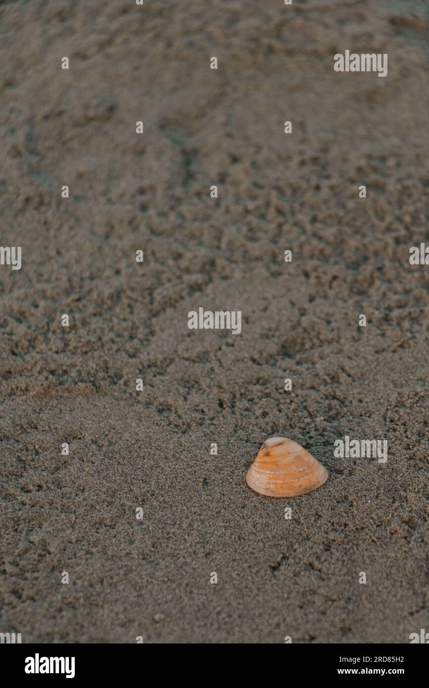 shell in the sand Stock Photo - Alamy