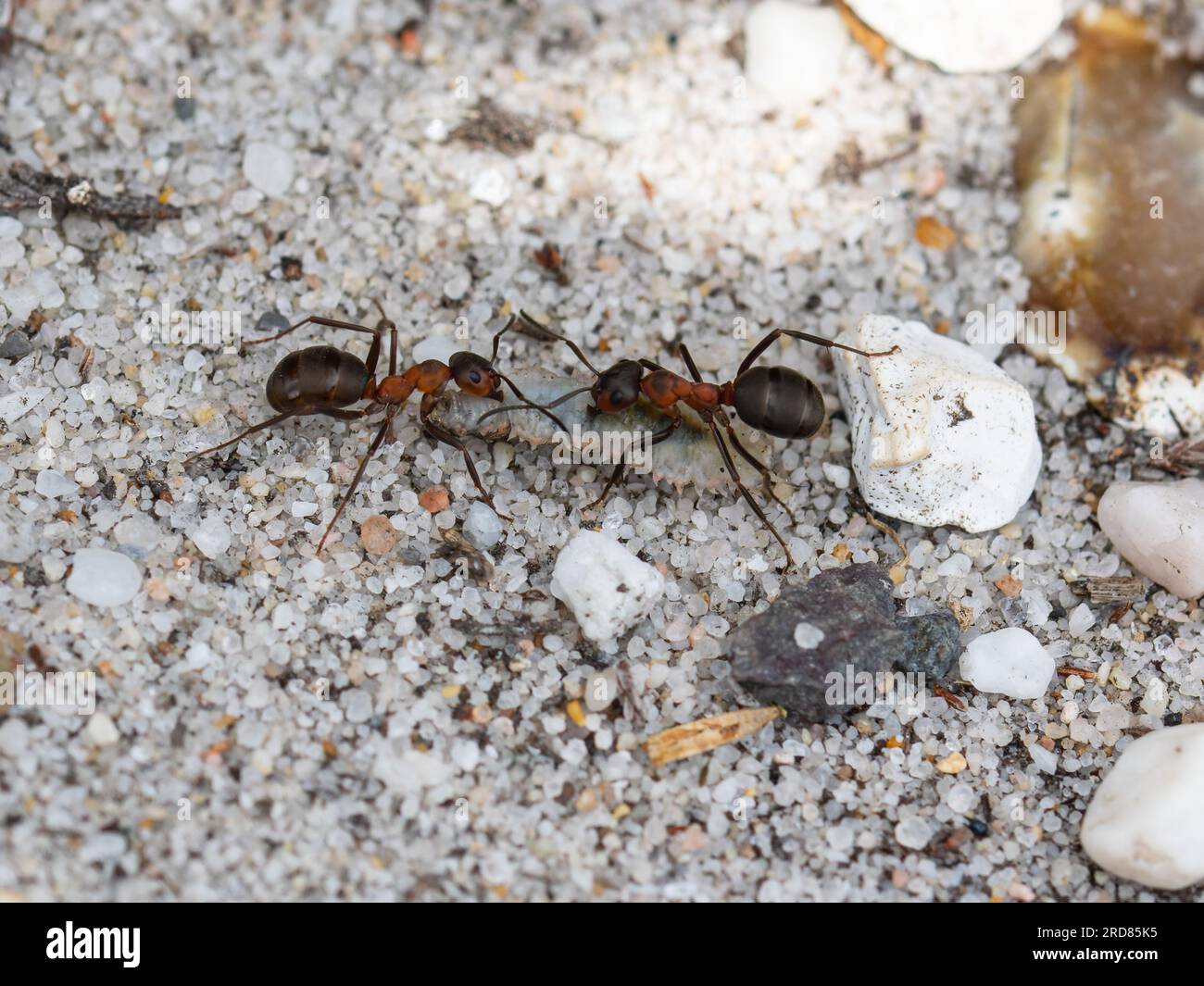 Formica rufa, also known as the red wood ant, southern wood ant, or ...