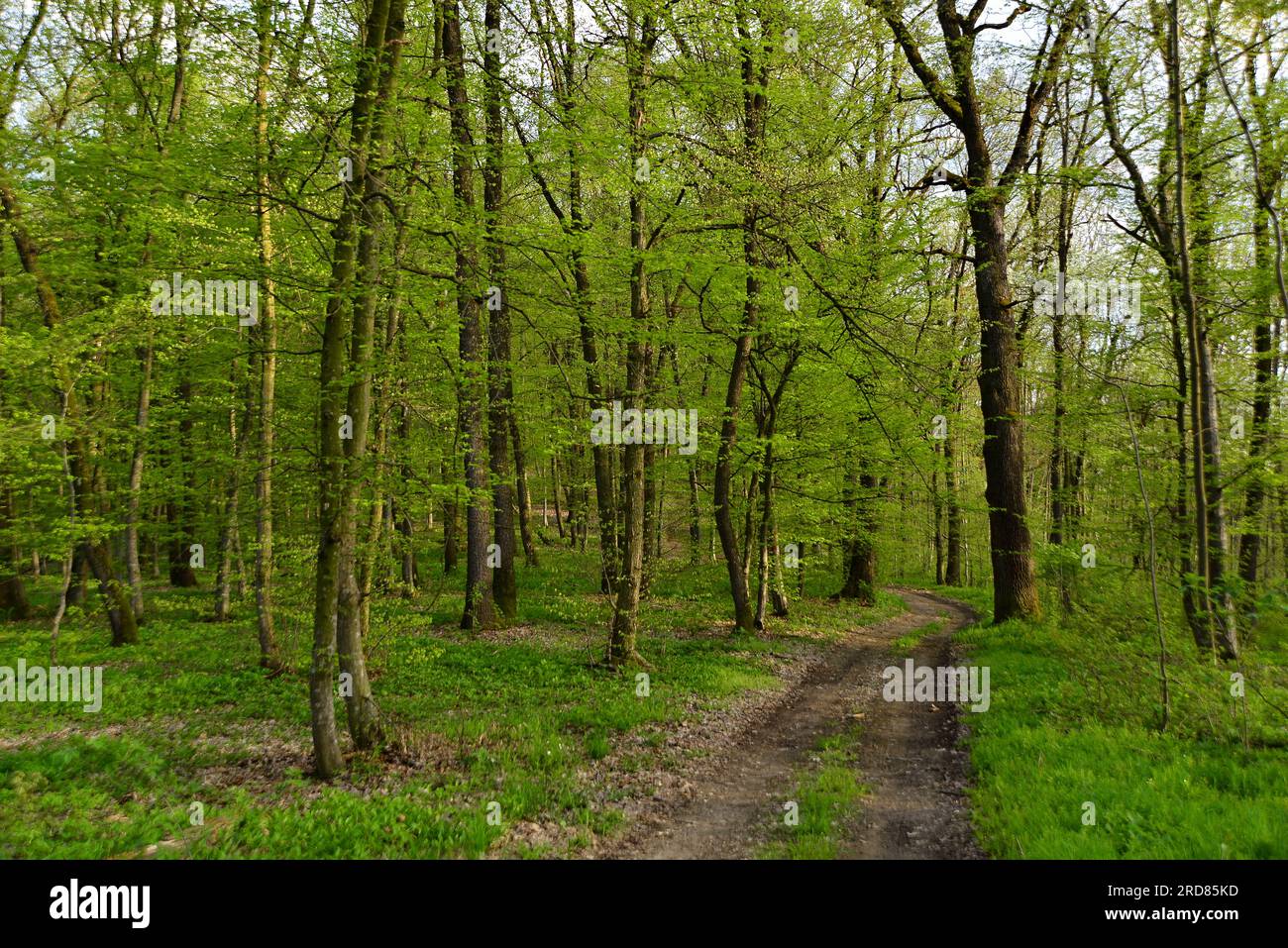 The trail of dead trees in early spring Stock Photo - Alamy
