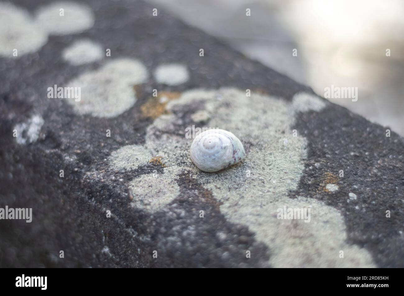 Sea shells of various types on top of a stone with fungi, natural light ...