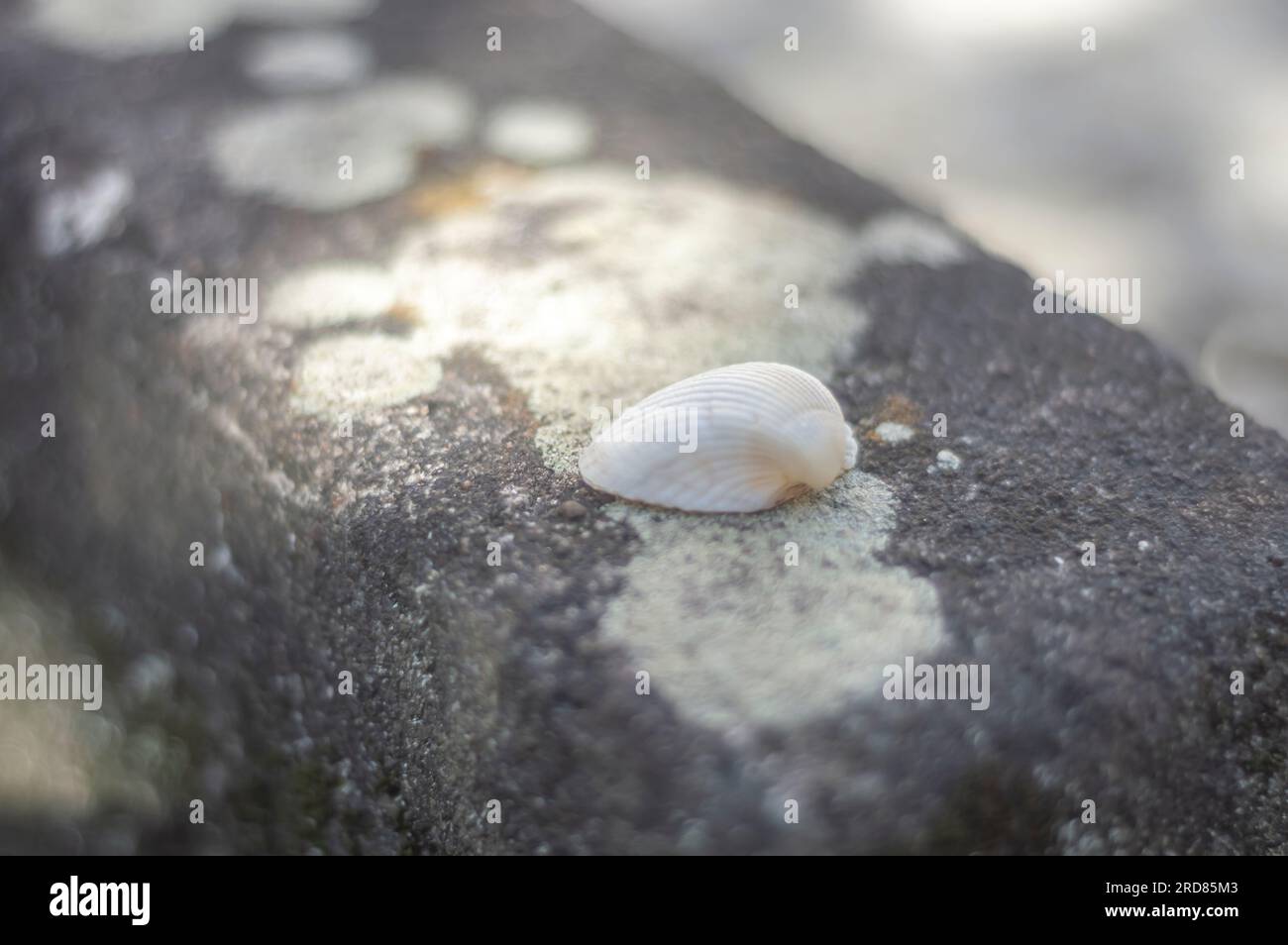 Sea shells of various types on top of a stone with fungi, natural light ...