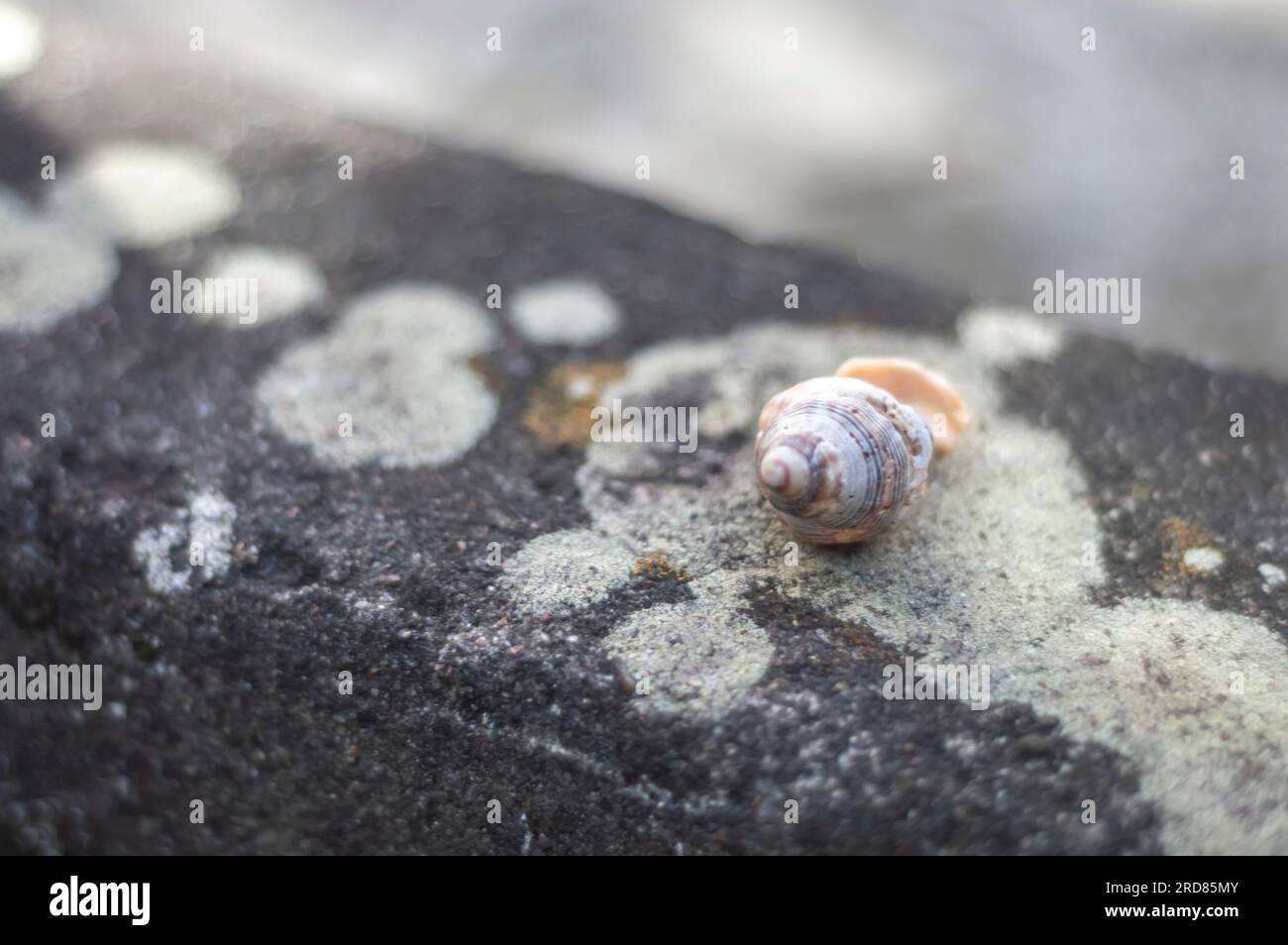 Sea shells of various types on top of a stone with fungi, natural light ...