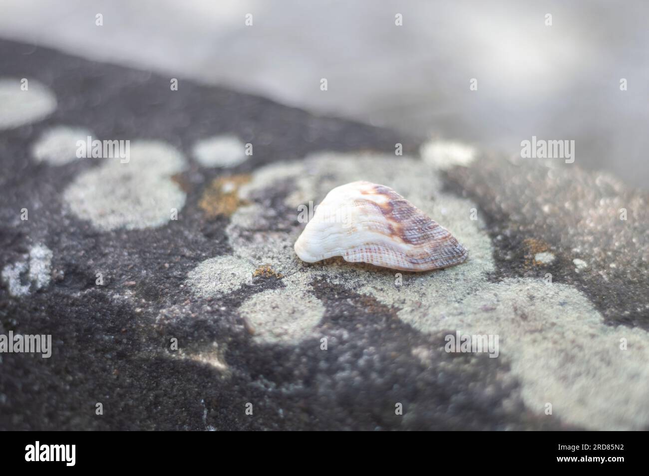 Sea shells of various types on top of a stone with fungi, natural light ...