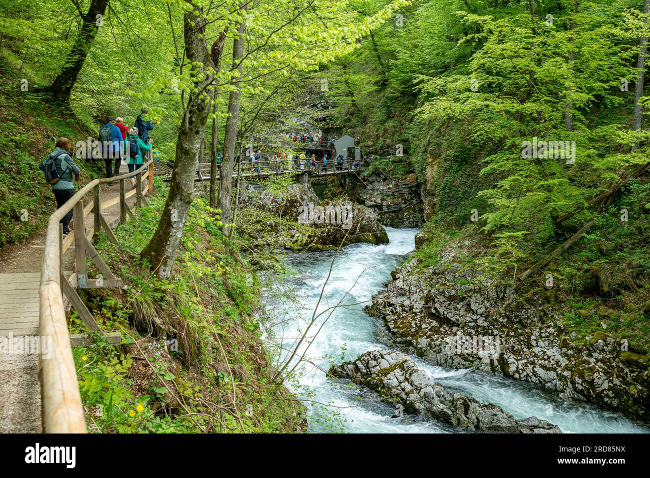 the vintgar gorge in Solvenia, a nature park with waterfalls and green ...