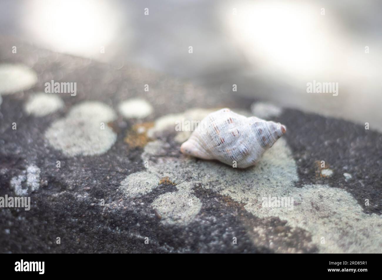Sea shells of various types on top of a stone with fungi, natural light ...
