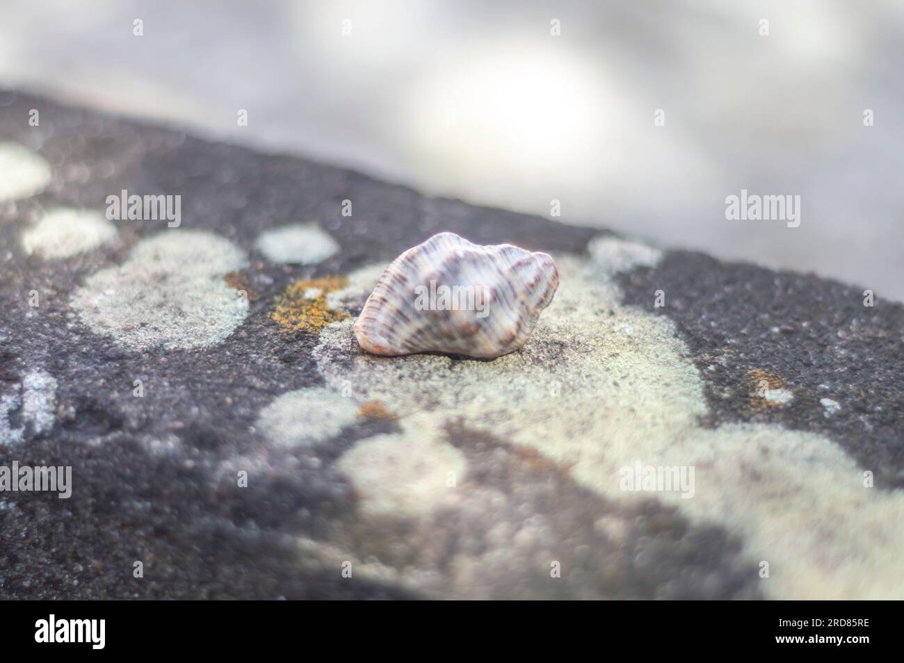 Various nautilus shells hi-res stock photography and images - Alamy
