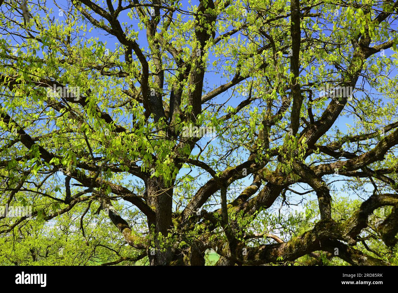 Branching of trunks and branches of an oak tree in springtime Stock ...