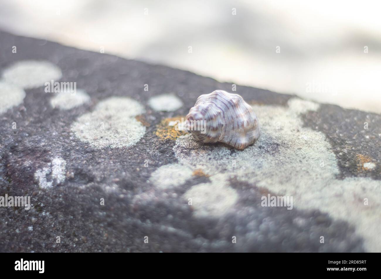 Sea shells of various types on top of a stone with fungi, natural light ...