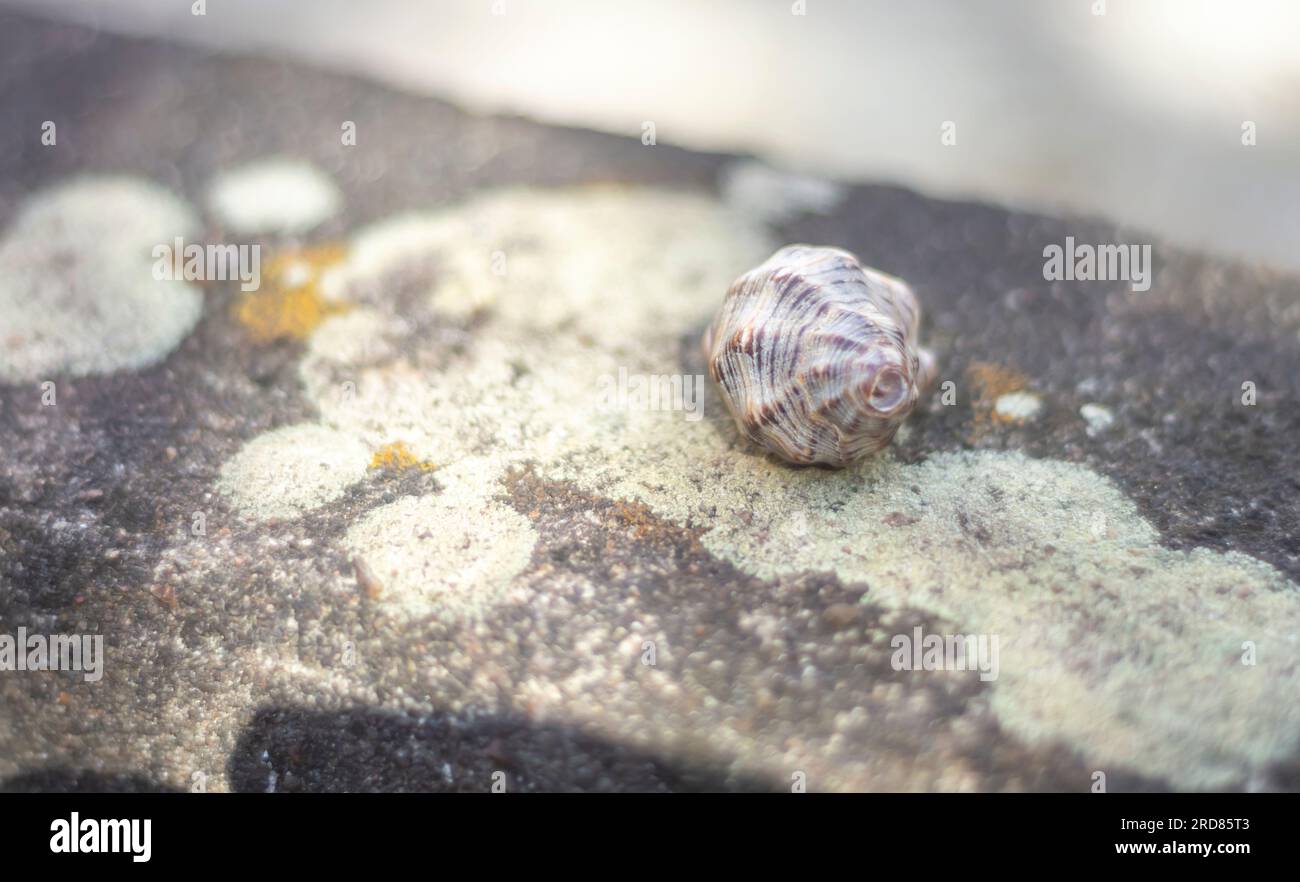 Sea shells of various types on top of a stone with fungi, natural light ...