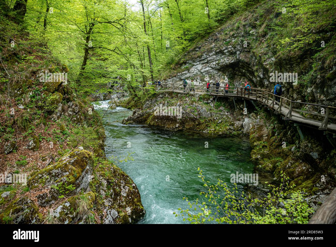 the vintgar gorge in Solvenia, a nature park with waterfalls and green ...