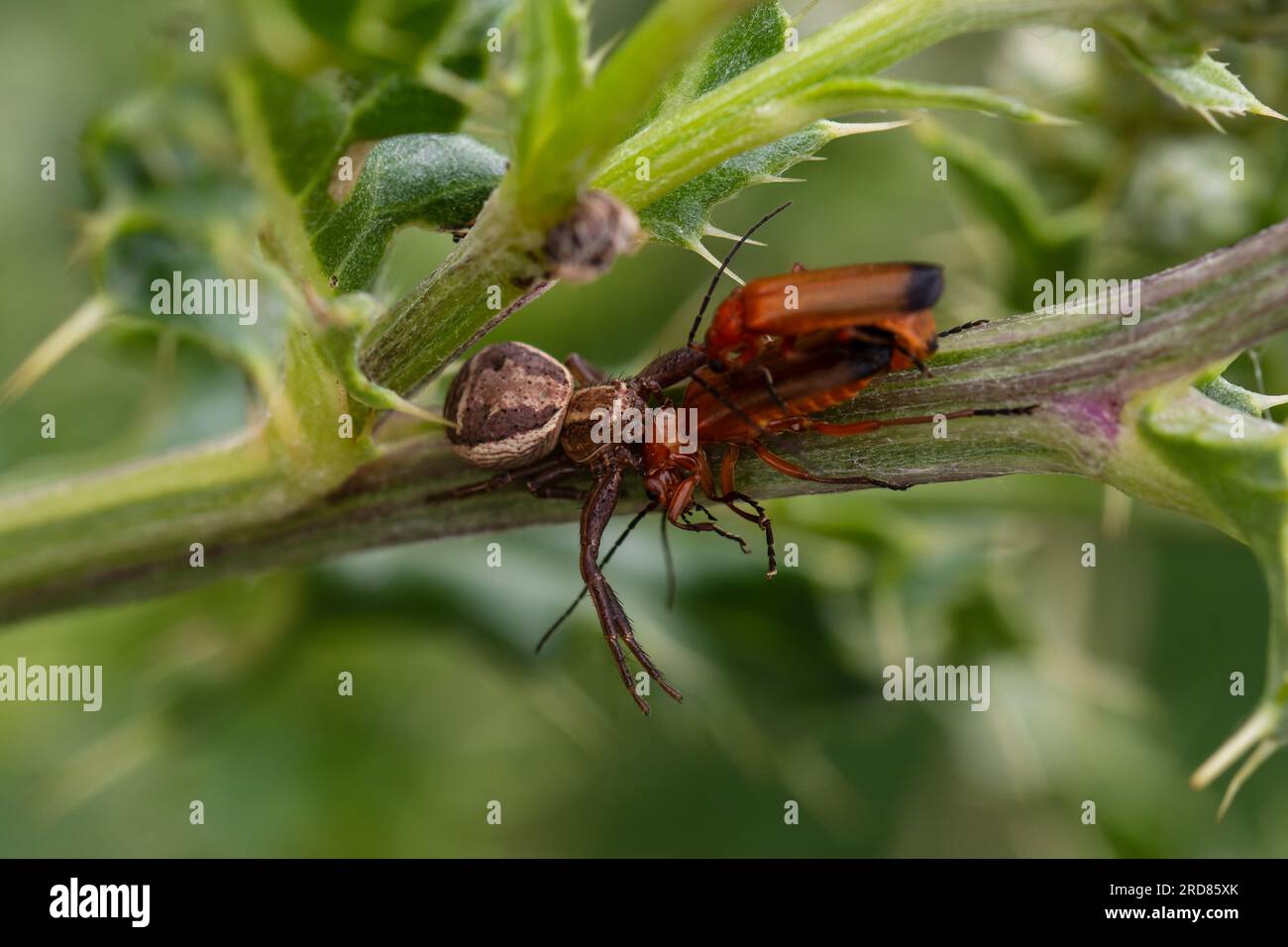 A flower crab spider, Misumena vatia, also known as the goldenrod crab ...