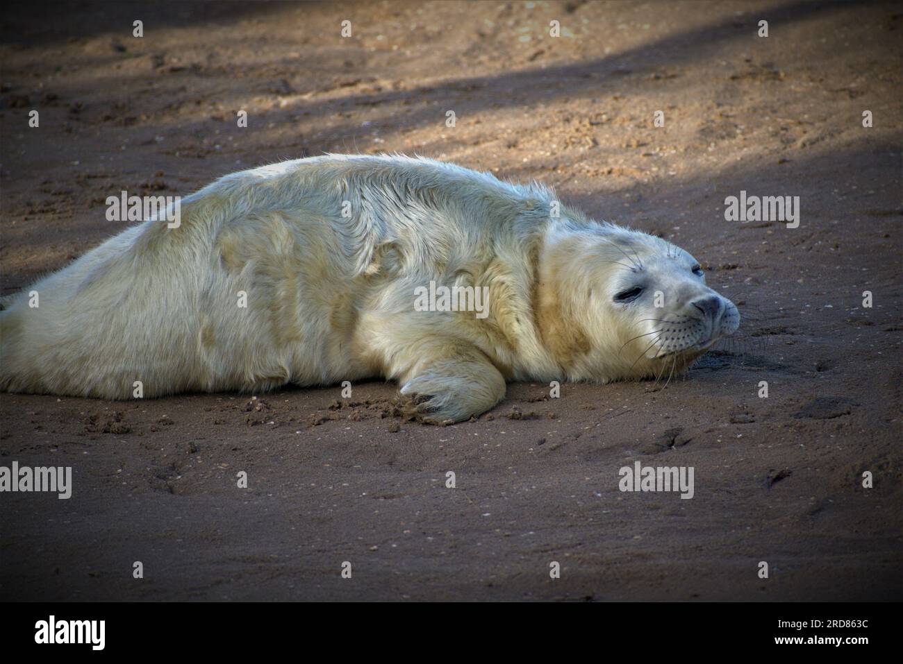 Baby Seal on Beach Stock Photo - Alamy