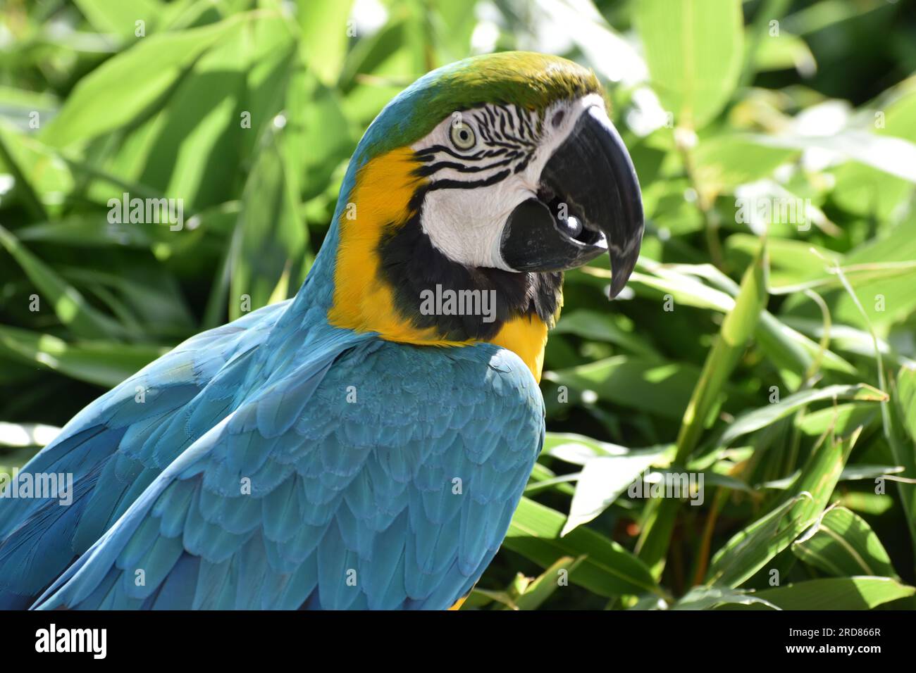 Parrot colours hi-res stock photography and images - Alamy
