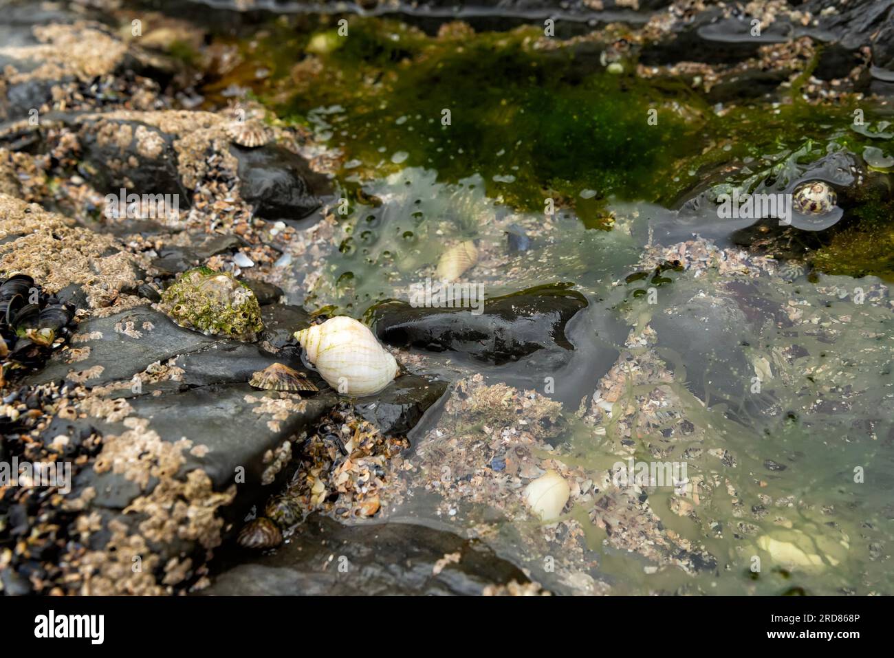 White dog whelk , limpets, barnacles and dahlia anemones Stock Photo ...