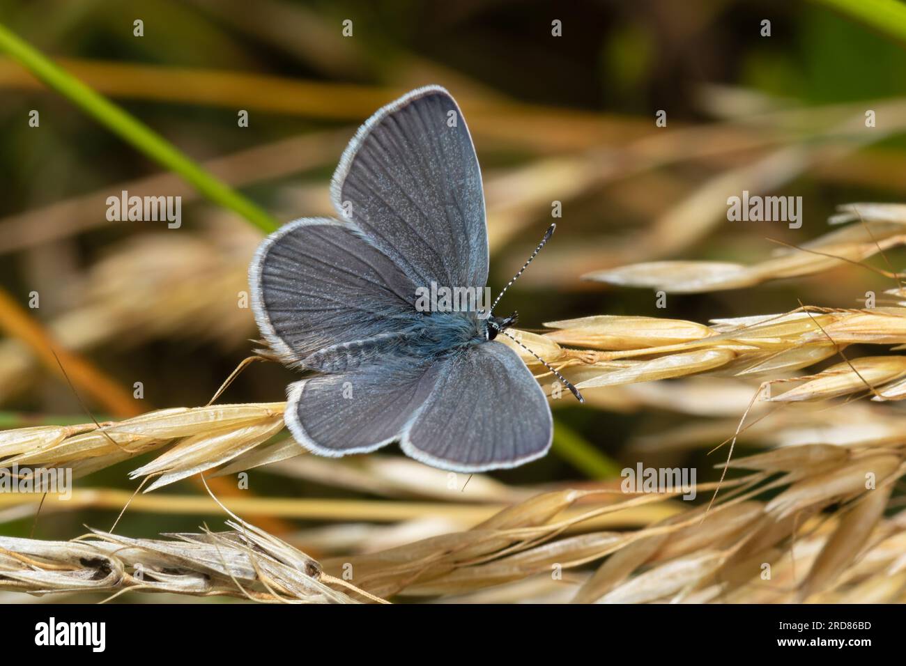 A small blue butterfly, Cupido minimus, resting with open wings Stock ...