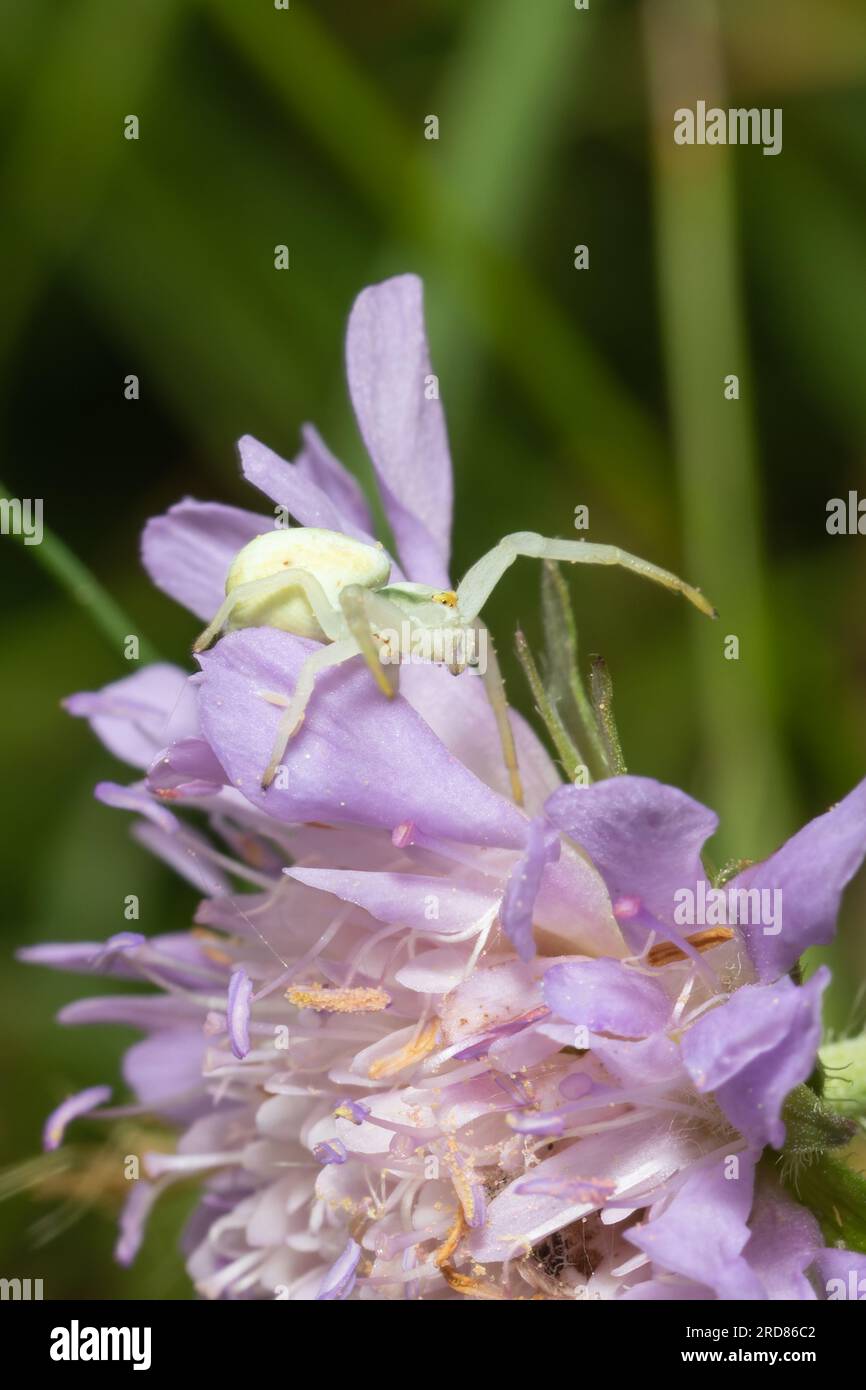 A white flower crab spider, Misumena vatia Stock Photo - Alamy