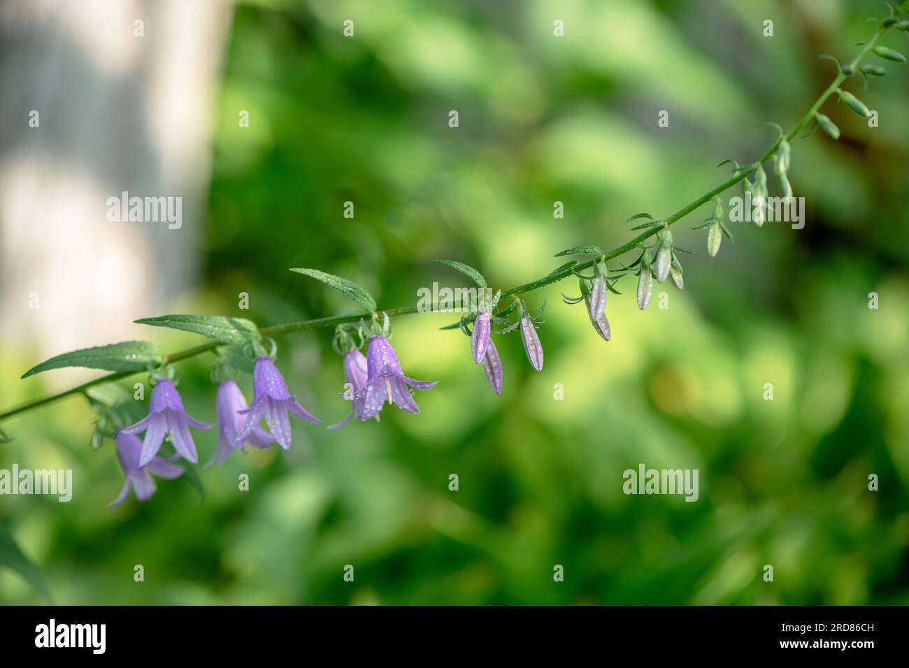 Purple bellflower hi-res stock photography and images - Alamy