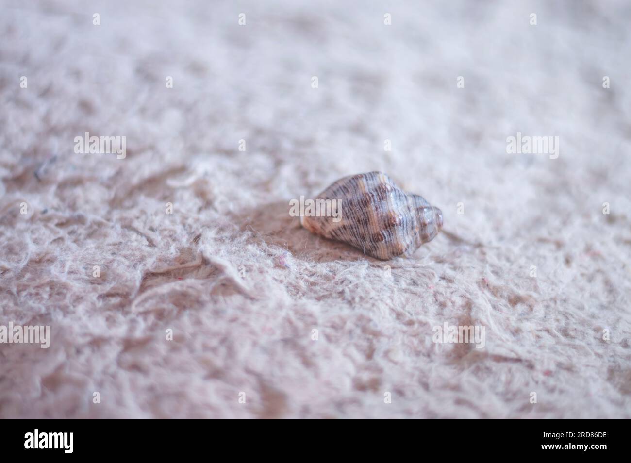Sea shells of various types on top of a stone with fungi, natural light ...