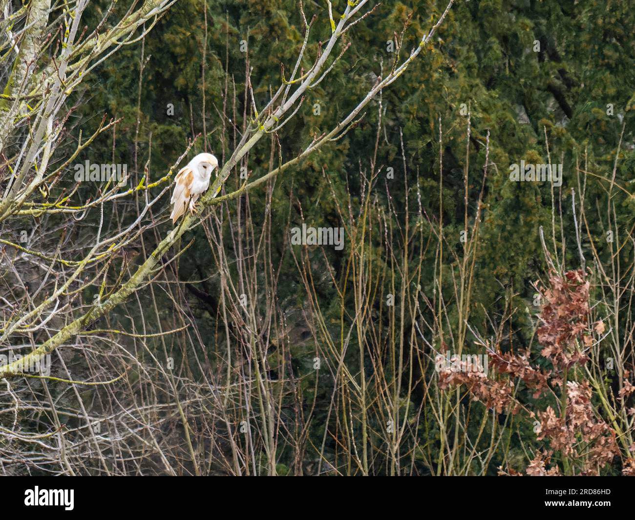 Barn owl standing looking hi-res stock photography and images - Alamy