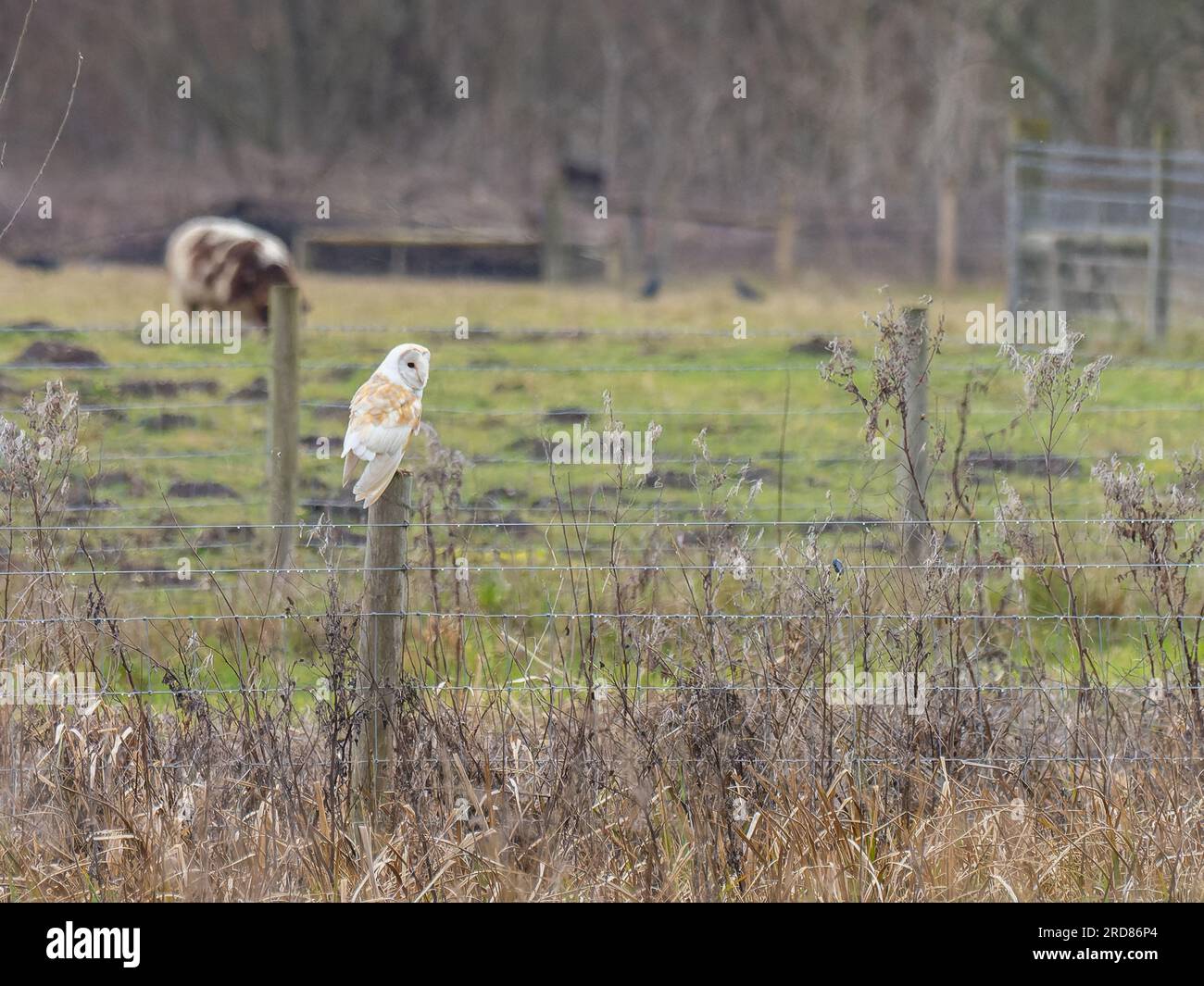 A Barn Owl (Tyto alba) hunting in flight over grassland Stock Photo - Alamy