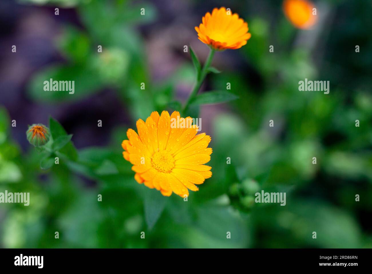 Calendula officinalis. Calendula flower with water drops on green ...