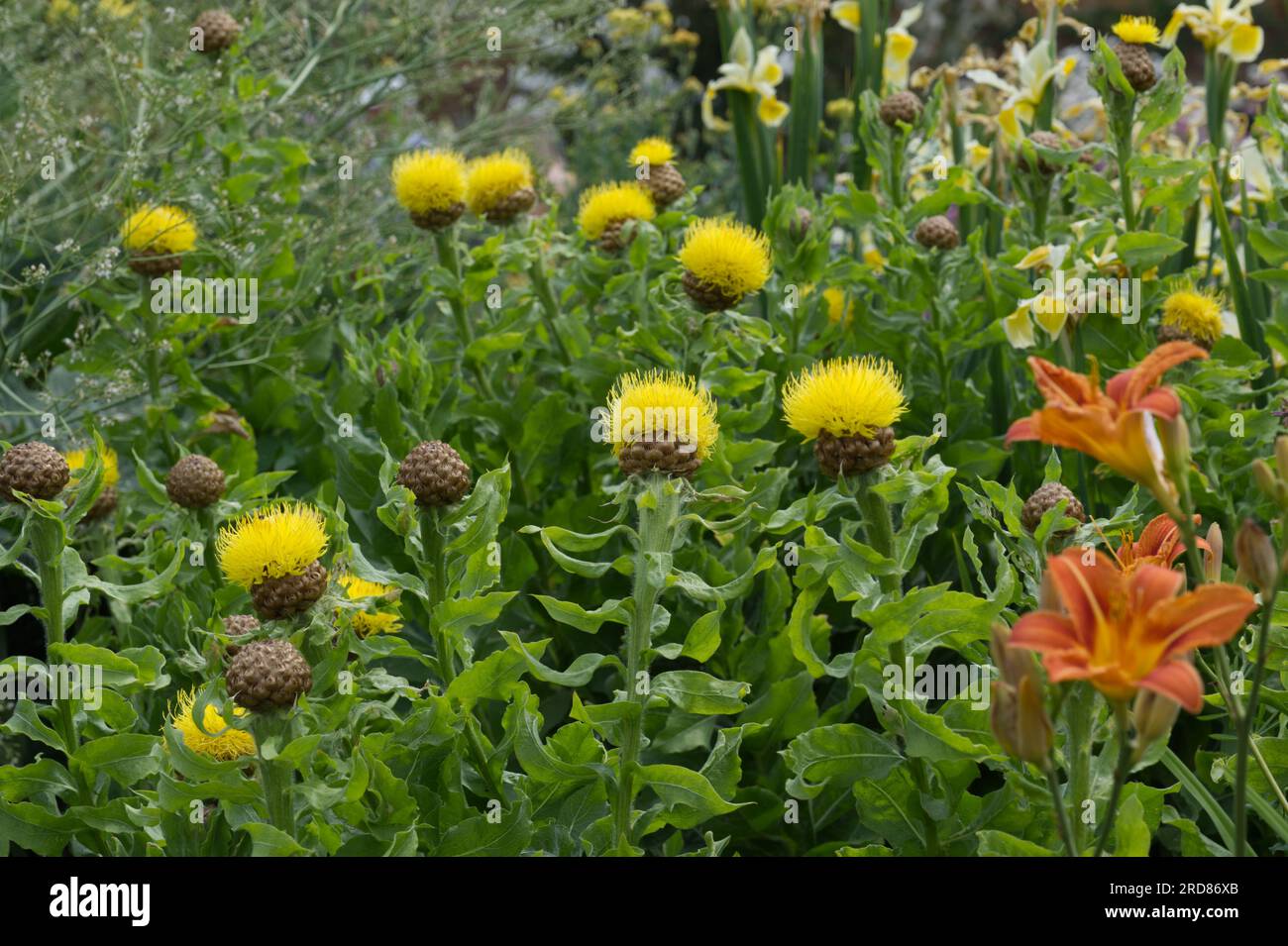 Bright yellow thistle like flowers of Centaurea macrocephala, orange ...