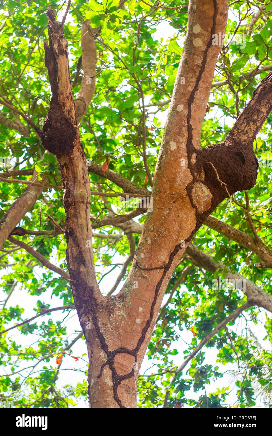 tree affected by termites, termite house on the trunk Stock Photo - Alamy