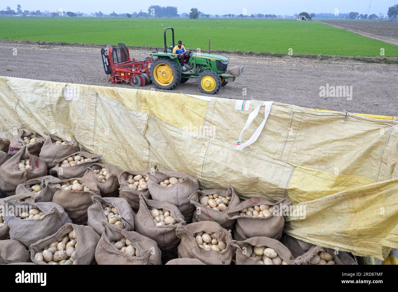INDIA, Punjab, Jalandhar, Sangha Group, seed potato farming, harvest ...