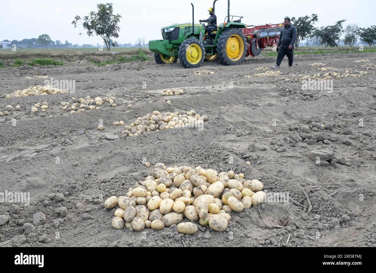 INDIA, Punjab, Jalandhar, Sangha Group, seed potato farming, harvest ...