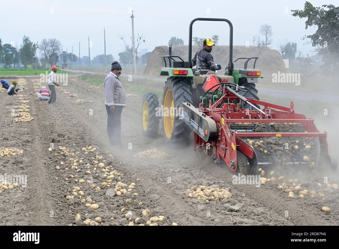INDIA, Punjab, Jalandhar, Sangha Group, seed potato farming, harvest ...