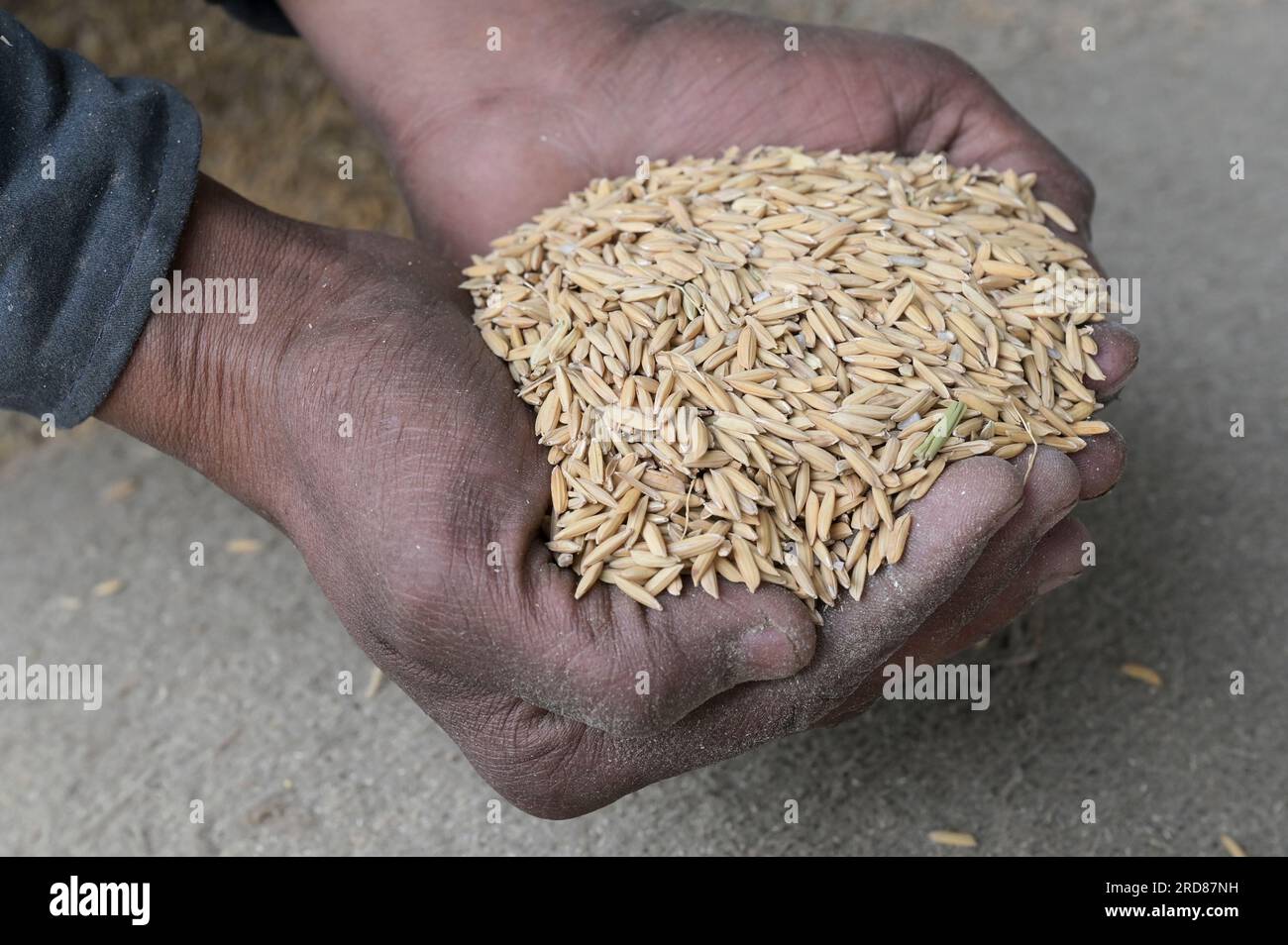 INDIA, Punjab, Kapurthala, rice mill, processing of Basmati and other ...