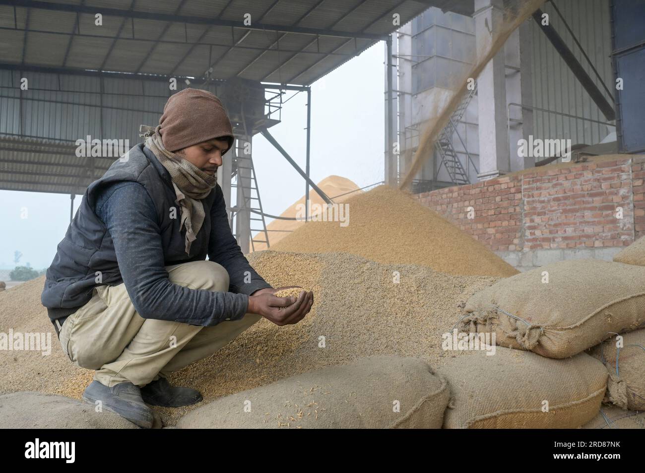 INDIA, Punjab, Kapurthala, rice mill, processing of Basmati and other ...