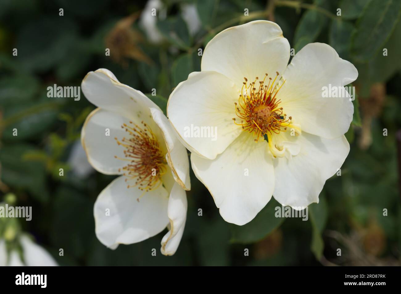Open pale yellow rose flowers, with prominent stamens of Rosa Golden ...