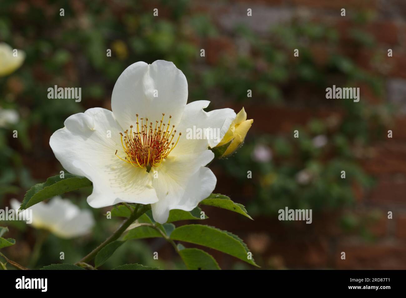 Open pale yellow rose flowers, with prominent stamens of Rosa Golden ...