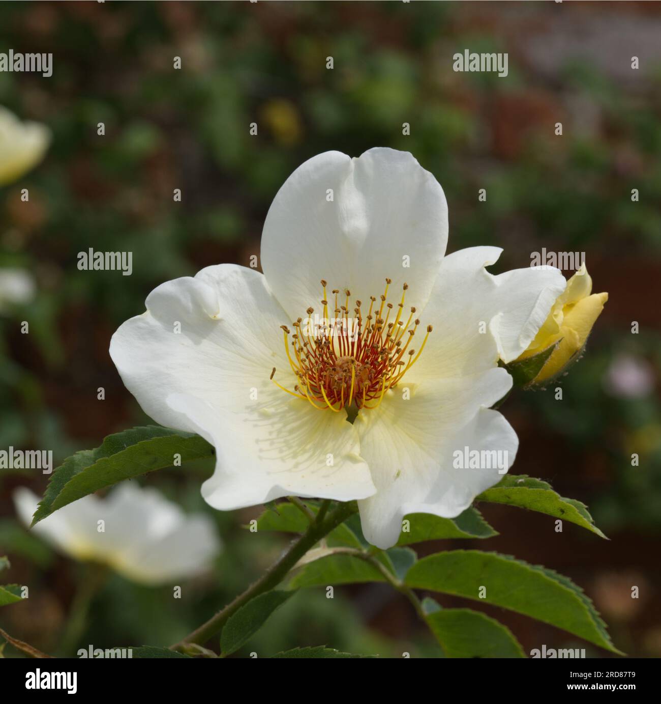 Open pale yellow rose flowers, with prominent stamens of Rosa Golden ...