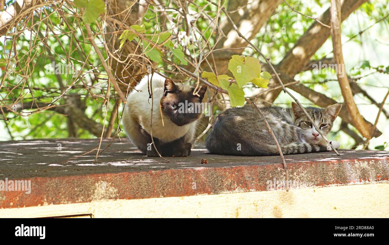 Cats vigilant and in defense position in the province of Tarragona ...