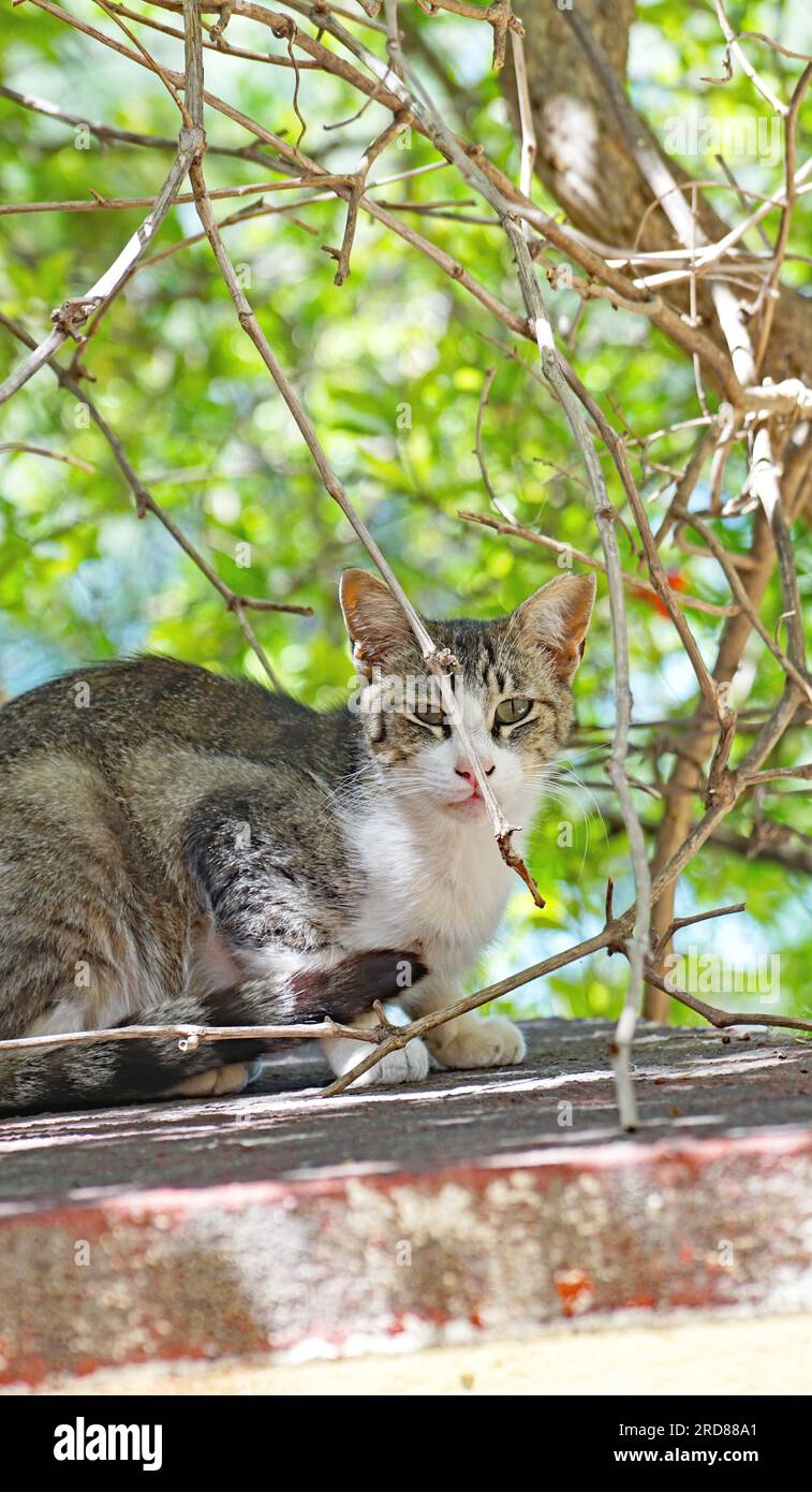 Tarragona cat hi-res stock photography and images - Alamy