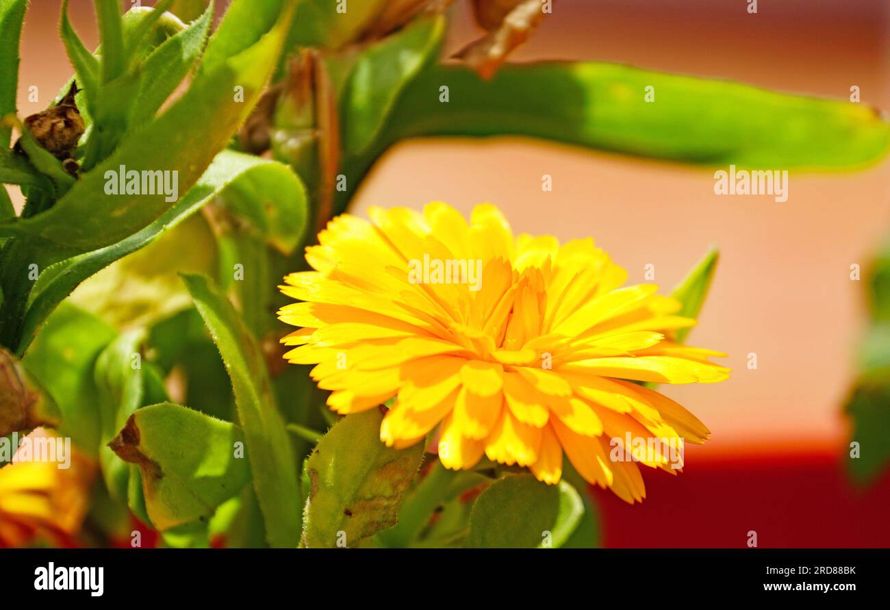Plants and flowers of the province of Tarragona, Catalonia, Spain ...