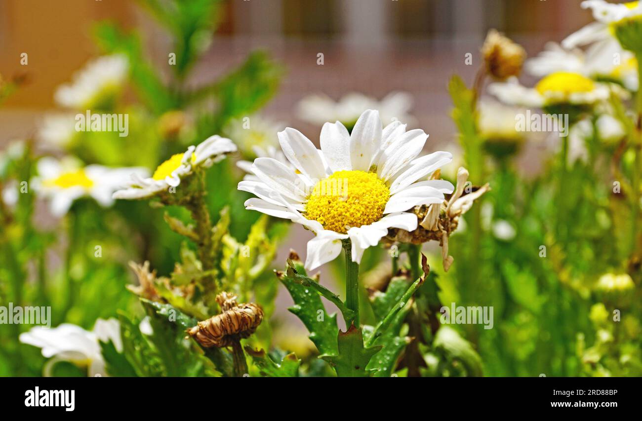 Plants and flowers of the province of Tarragona, Catalonia, Spain ...