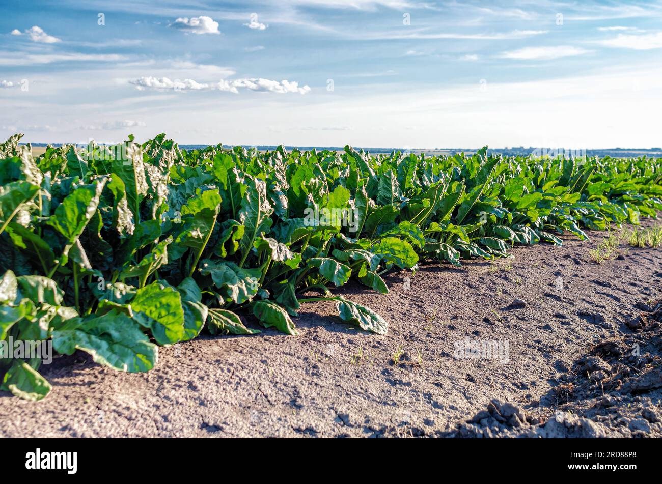 Fodder beet cultivation hi-res stock photography and images - Alamy